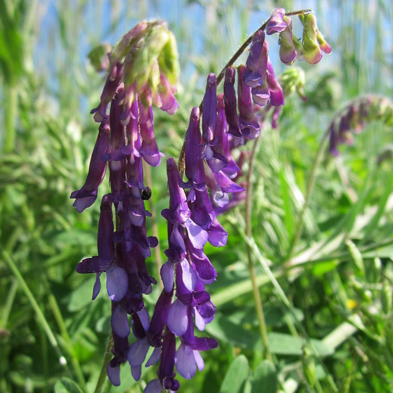 Tufted Vetch (Vicia Cracca) – Wild Wales Seeds