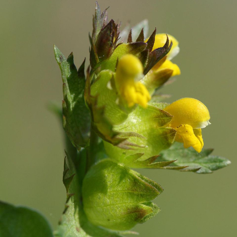 Yellow-Rattle (Rhinanthus Minor) – Wild Wales Seeds