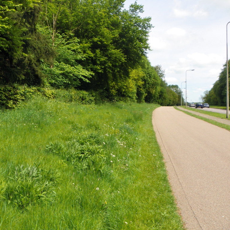 Road Verge Pro (20kg) – Wild Wales Seeds