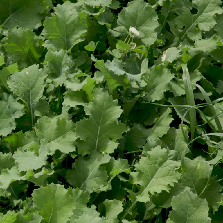 Forage Rape – Wild Wales Seeds