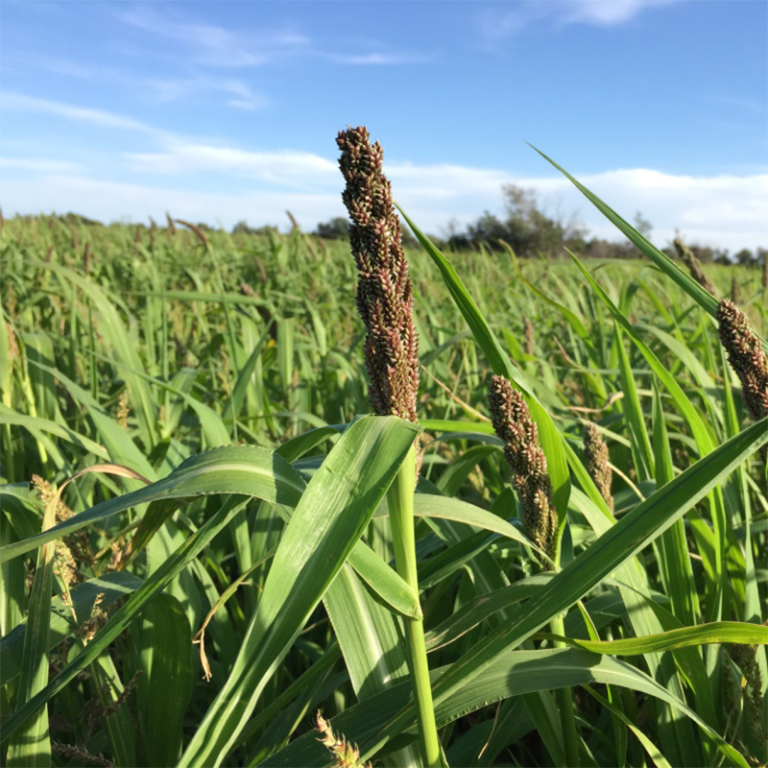 Japanese Reed Millet – Wild Wales Seeds