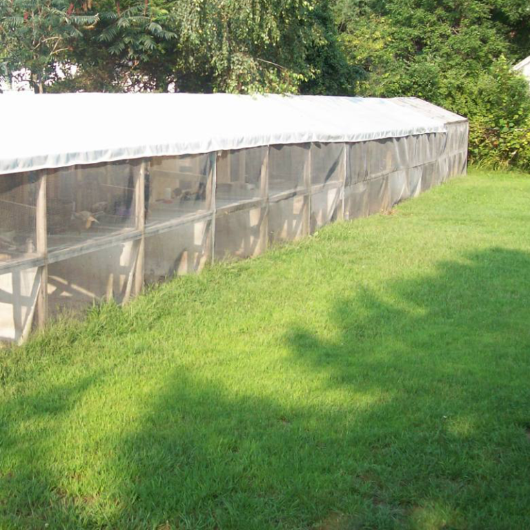 Rearing Field Mix – Wild Wales Seeds