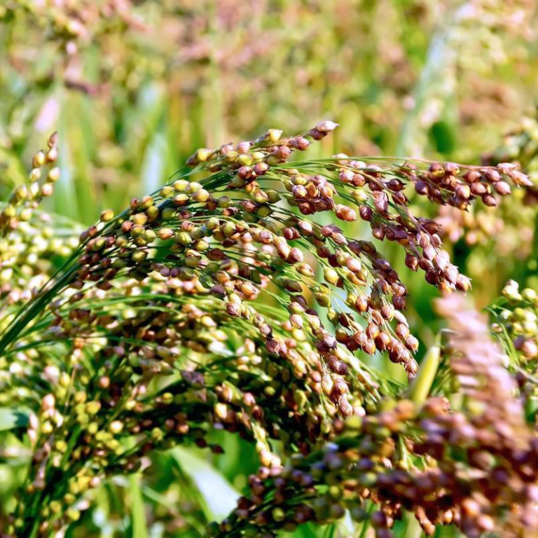 Millgame Millet Mix – Wild Wales Seeds