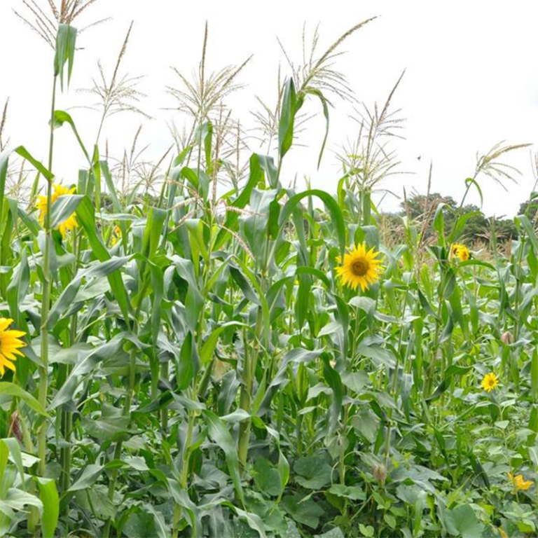 Maize and Sorghum Mix – Wild Wales Seeds