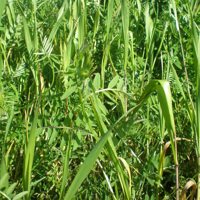 Black Oats and Vetch Mix SAM2 – Wild Wales Seeds