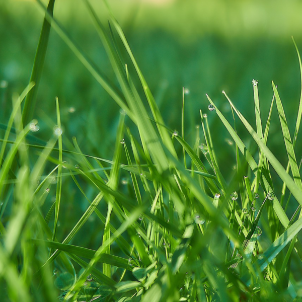 Shaded Grass Mix (1kg) - Wild Wales Seeds