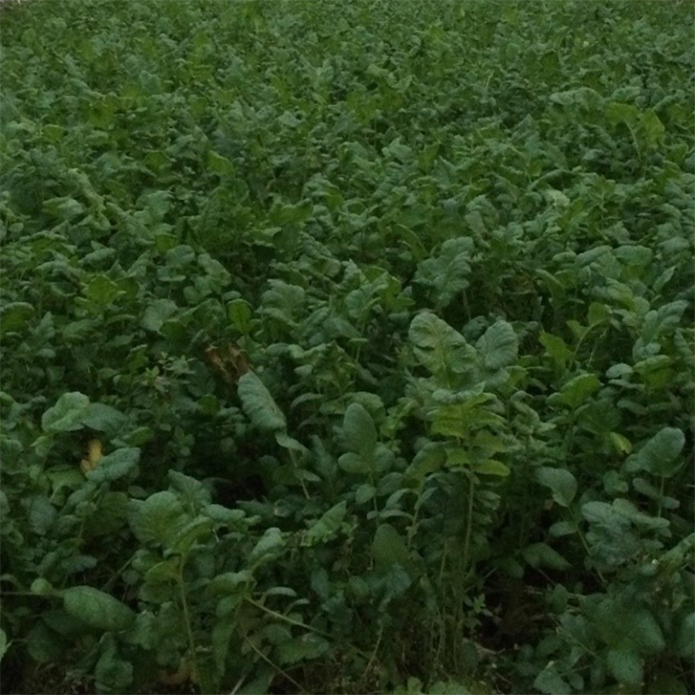 AB2 Fodder Radish – Wild Wales Seeds