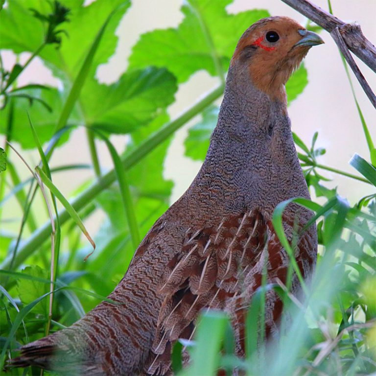 *SFI: CAHL2 Grey Partridge Mix (20kg) – Wild Wales Seeds