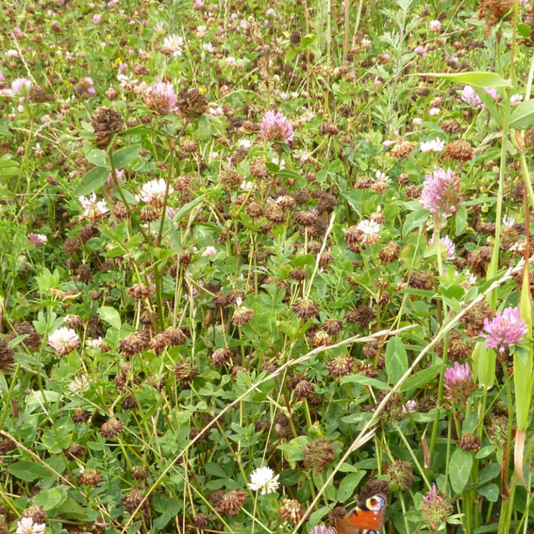 GS4 Legume and Herb Rich Sward – Wild Wales Seeds