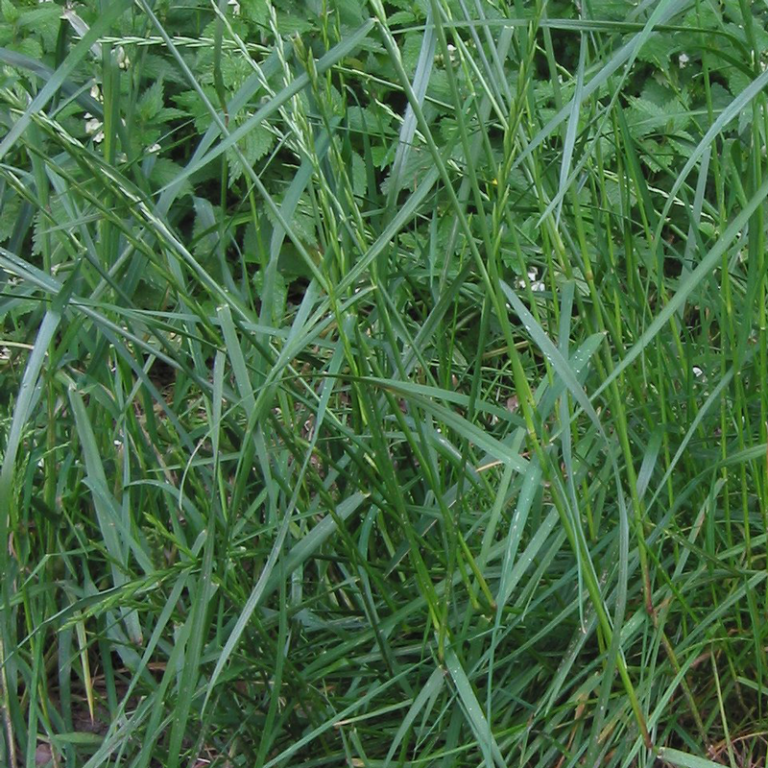 Black Oats and Vetch Mix – Wild Wales Seeds
