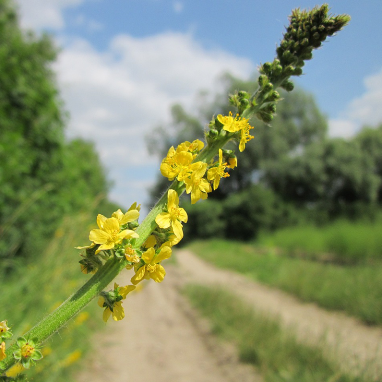 Common Agrimony (Agrimonia Eupatoria) – Wild Wales Seeds