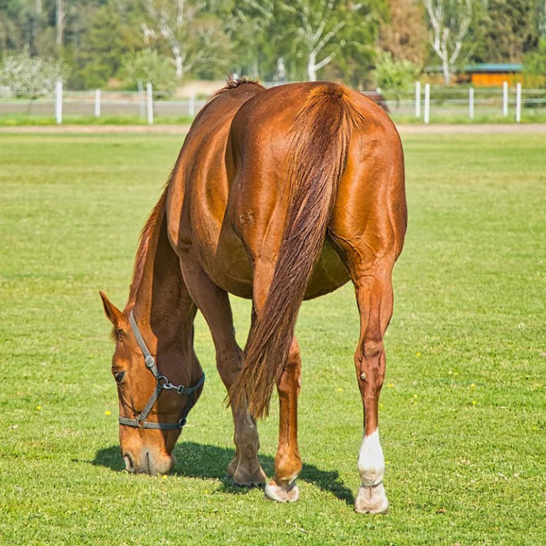 Horse & Pony Paddock (14kg) – Wild Wales Seeds