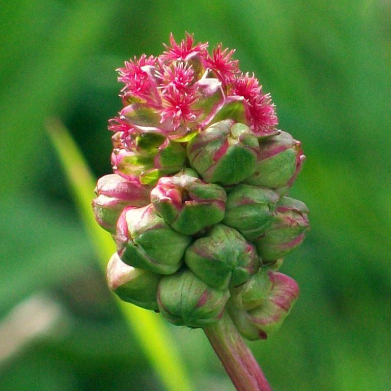 Welcome to Our Homepage - Wild Wales Seeds - Wildflowers & Grass