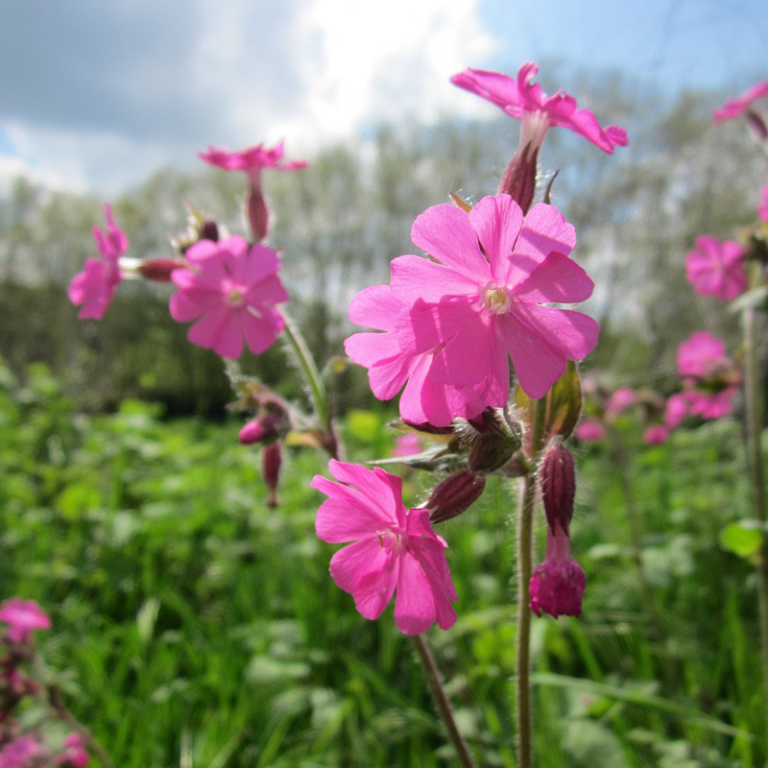 Red Campion (Silene Diocia) – Wild Wales Seeds