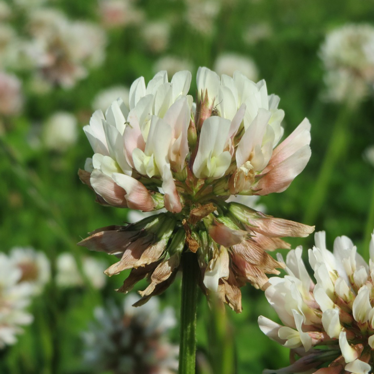 Wild White Clover (Trifolium Repens) – Wild Wales Seeds
