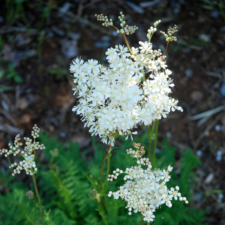 Dropwort (Filipendula Vulgaris) – Wild Wales Seeds