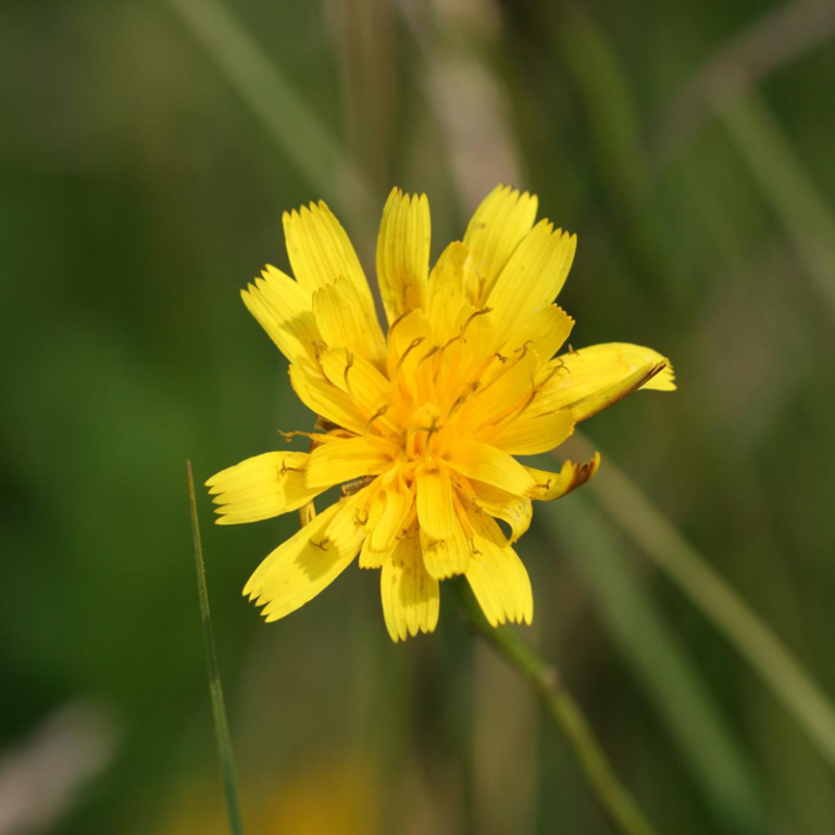 Autumn Hawkbit (Leontodon Autumnalis) – Wild Wales Seeds
