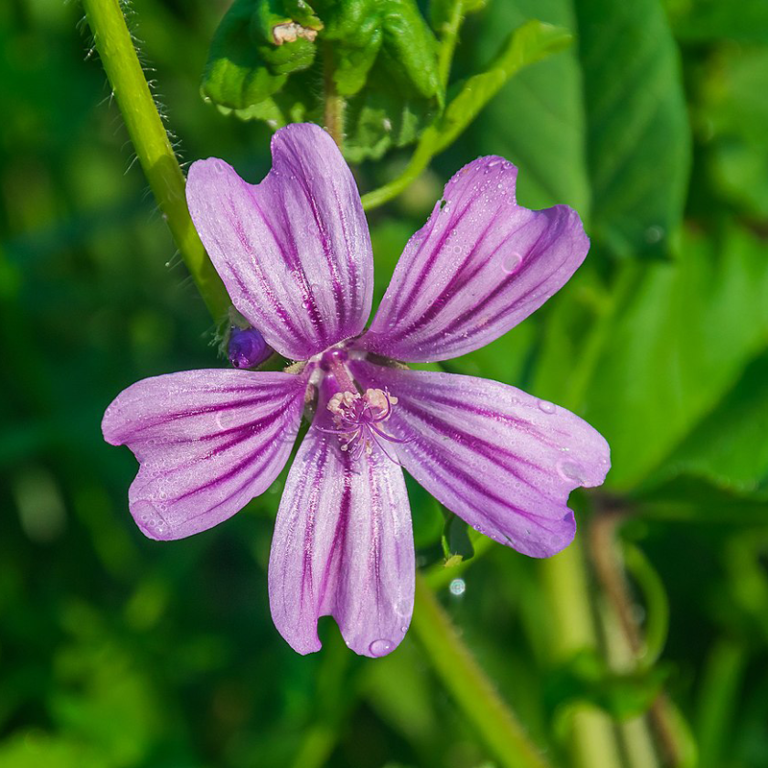 Common Mallow (Malva Sylvestris) – Wild Wales Seeds
