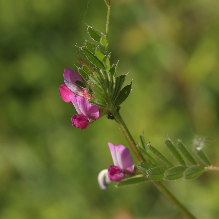 Common Vetch – Wild Wales Seeds