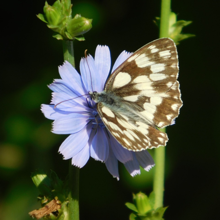 Butterfly Mix – Wild Wales Seeds