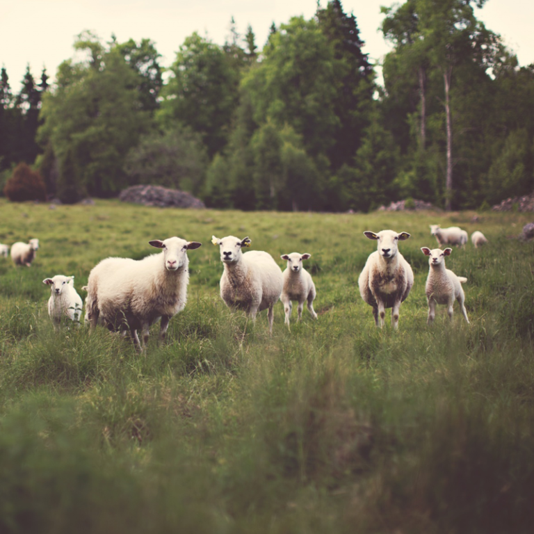 Permanent Pasture (14kg) – Wild Wales Seeds