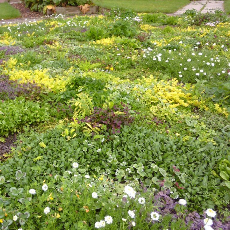 Patchwork Lawn Mix – Wild Wales Seeds