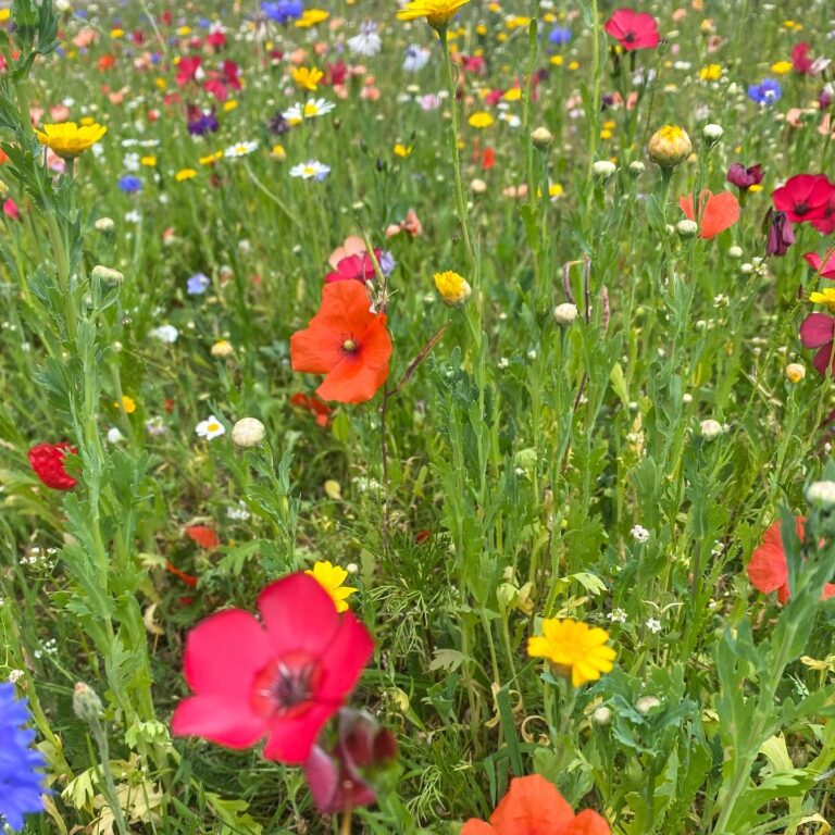 Welcome to Our Homepage - Wild Wales Seeds - Wildflowers & Grass